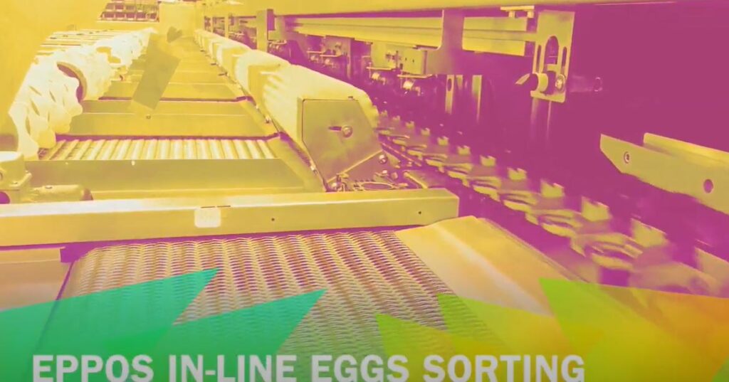 New generation Eggs sorting solution - Eppos
